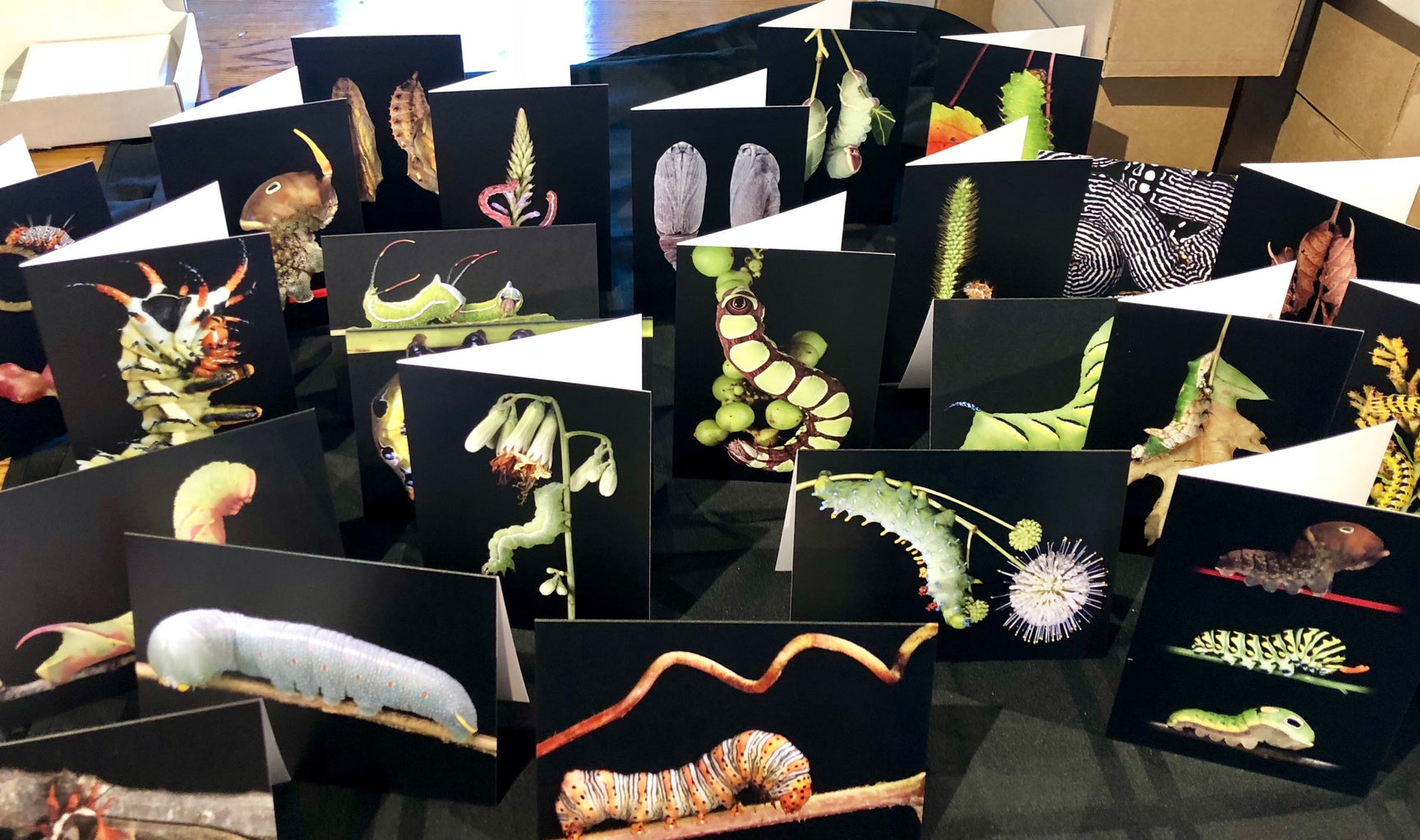Playing Cards, Trading Cards, Notecards, Flipcards – The Caterpillar Lab