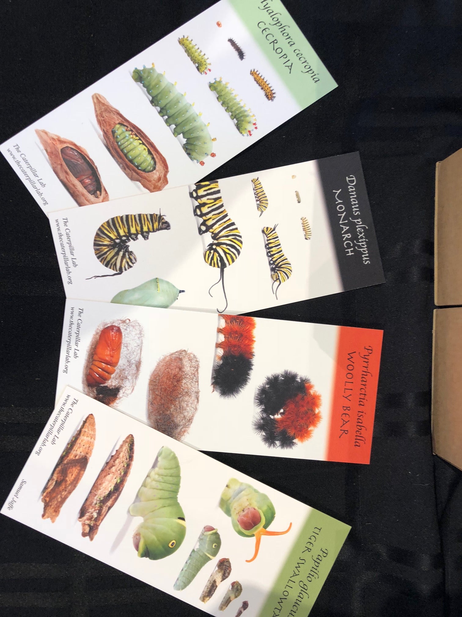 Playing Cards, Trading Cards, Notecards, Flipcards – The Caterpillar Lab