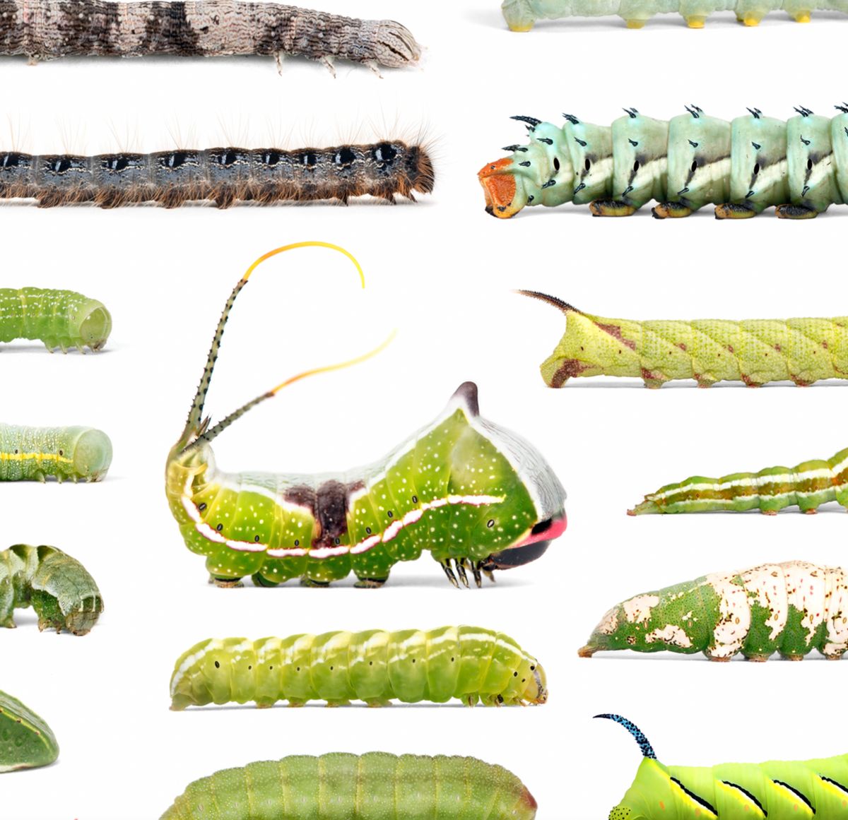 Fine Art “Tower of Color: Caterpillars” Print – The Caterpillar Lab