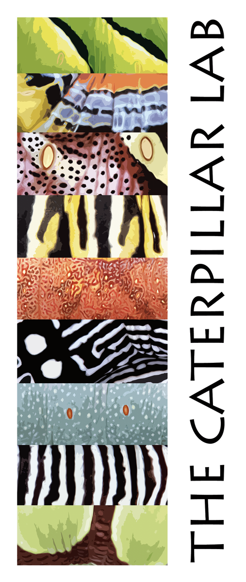 THE CATERPILLAR LAB Poster 13x30" – The Caterpillar Lab